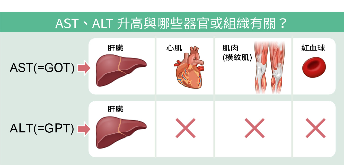 好心肝會刊 | 肝基會